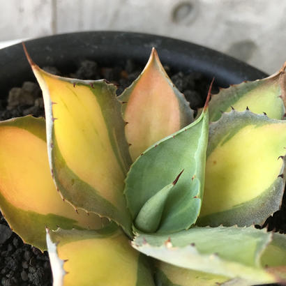 curious plants works