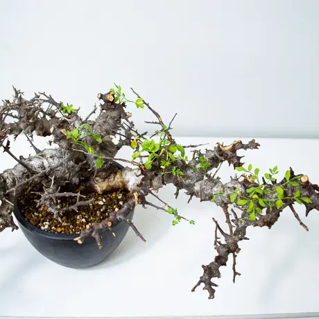 【特大】Commiphora sp. somalia eyl / コミフォラ エイル (微発根...