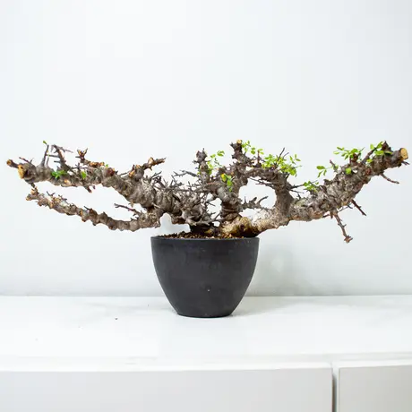 【特大】Commiphora sp. somalia eyl / コミフォラ エイル (微発根...