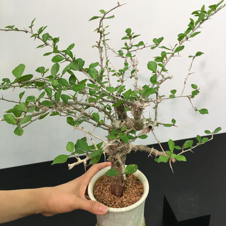 Commiphora simplicifolia コミフォラ シンプリキフォリア | • B...