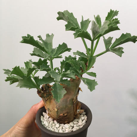 Cyphostemma betiforme キフォステンマ ベティフォルメ | • BOTA...