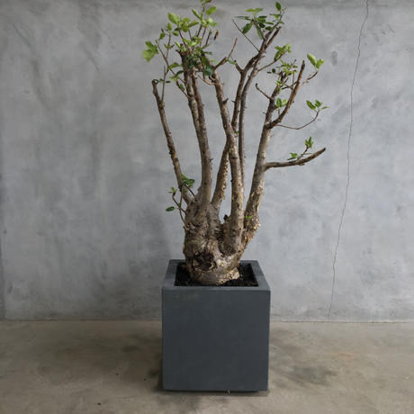 curious plants works