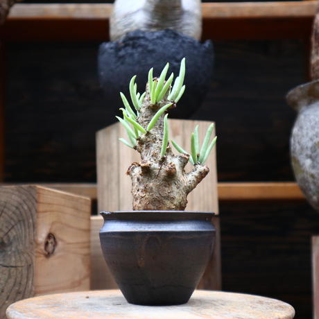 チレコドン ペアルソニー 白象／Tylecodon pearsonii no...