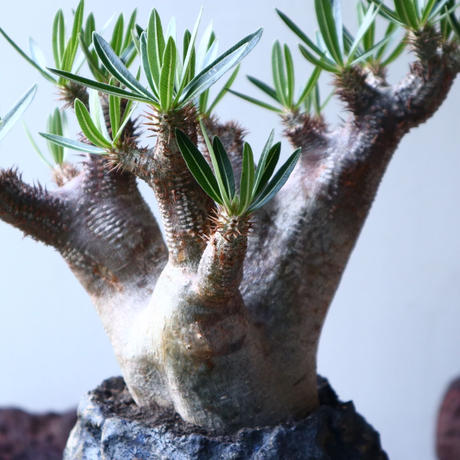 パキポディウム イノピナツム Pachypodium Inopinatum no.0...
