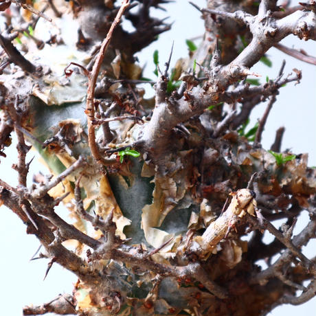 コミフォラ エミニー Commiphora eminii no.72126 | 芽の巣山