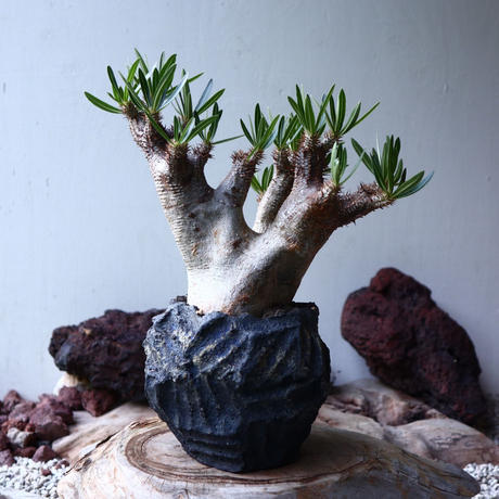 パキポディウム イノピナツム Pachypodium Inopinatum no.0...