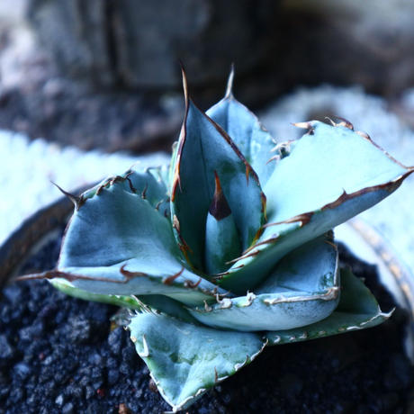アガベ ホワイトアイス Agave titanota 'White Ice' no....