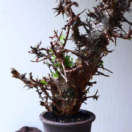 コミフォラ エミニー Commiphora eminii no.72126 | 芽の巣山