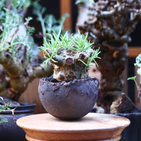 チレコドン ペアルソニー白 象／Tylecodon pearsonii no.110706 ...