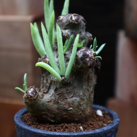 チレコドン ペアルソニー 白象／Tylecodon pearsonii no...