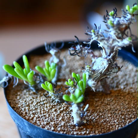 チレコドン ストリアツス tylecodon striatus no.1115...