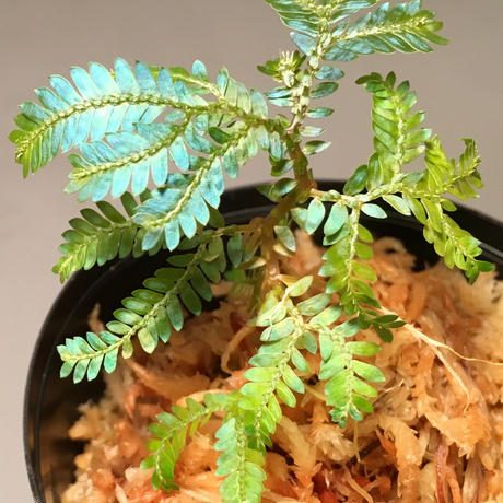 Selaginella sp. from Sarawak | M・R・G・R