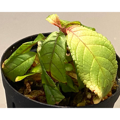 Codonoboea sp. from Pulau Linga [KN] | M・R・G・R