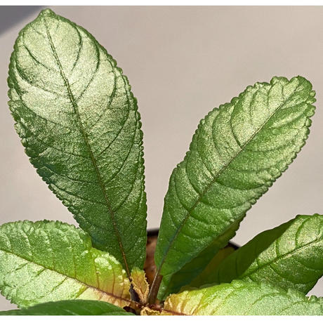 Codonoboea sp. from Pulau Linga [KN] | M・R・G・R