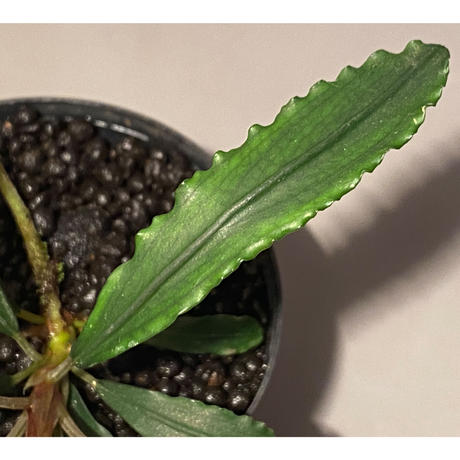 Bucephalandra sp. "Crocodile" | M・R・G・R