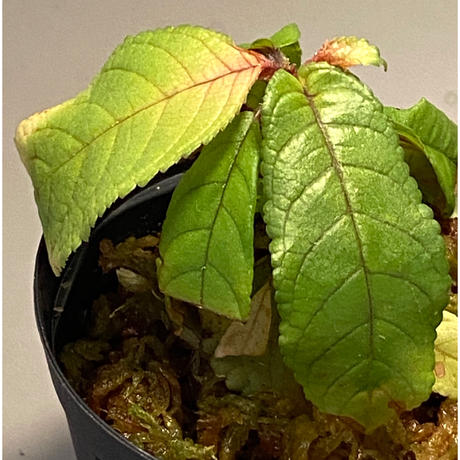 Codonoboea sp. from Pulau Linga [KN] | M・R・G・R