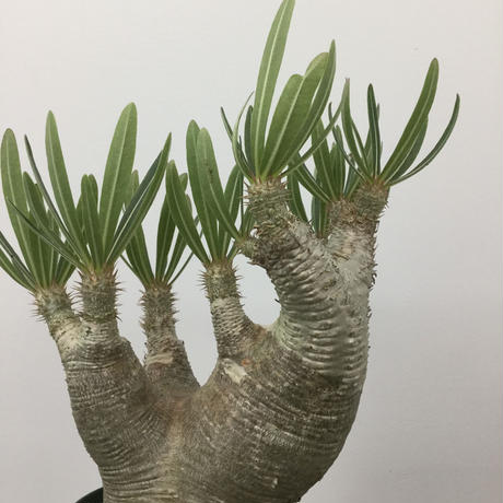 Pachypodium inopinatum パキポディウム イノピナツム | THE GRE...