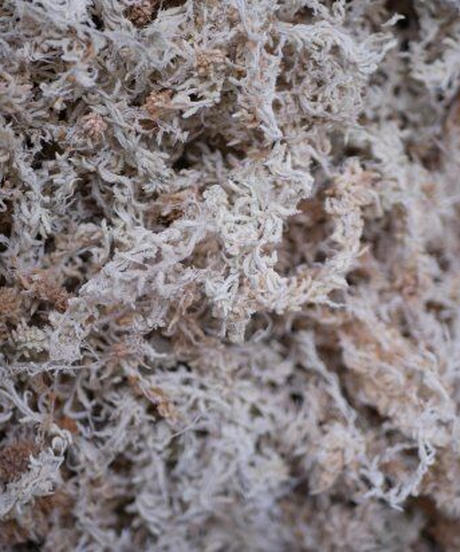 水苔 Spag moss AAAAランク 240L | インテリアグリーンとギフトプランツコー...