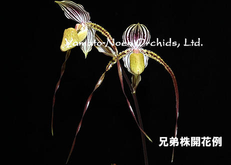 Paph. Isabel Booth ツボミ付き株 | 大和農園洋蘭部