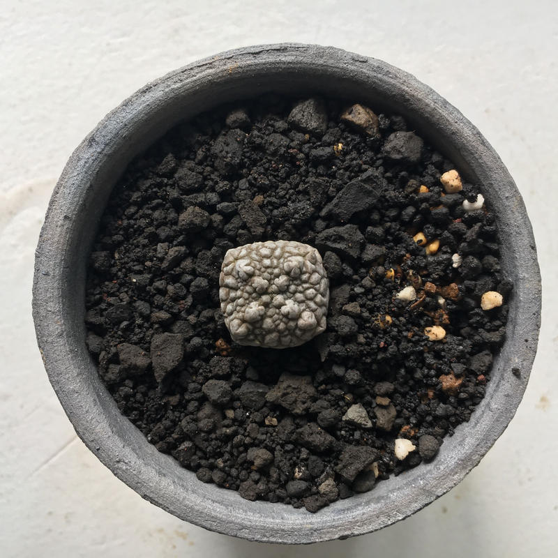 curious plants works