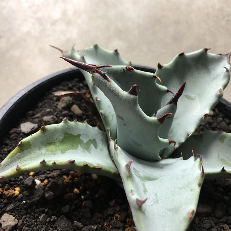 curious plants works