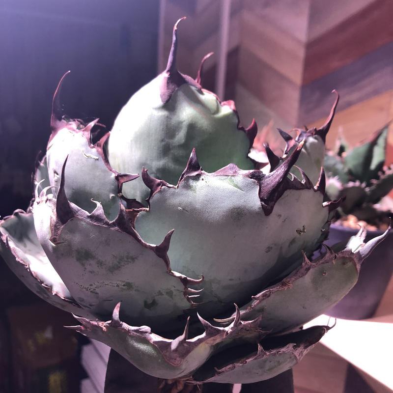 plants holic "little monster"