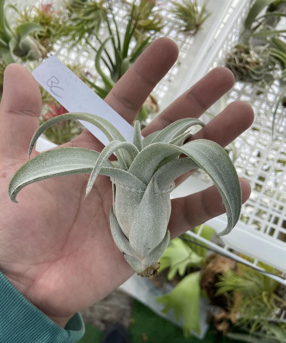 T.Bea Correale (streptophylla Belize x chiapens...