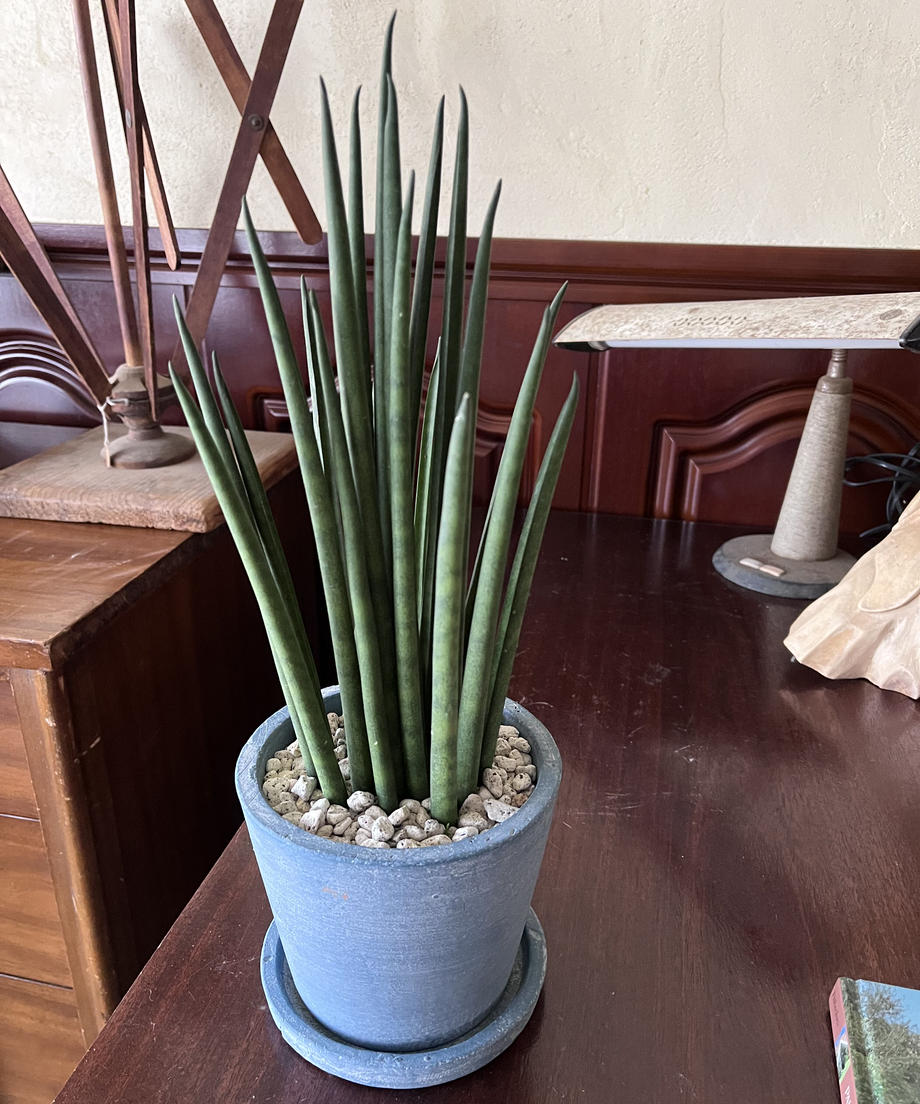 Sansevieria bacularis サンスベリア バキュラリス | ¨MONKEY ...