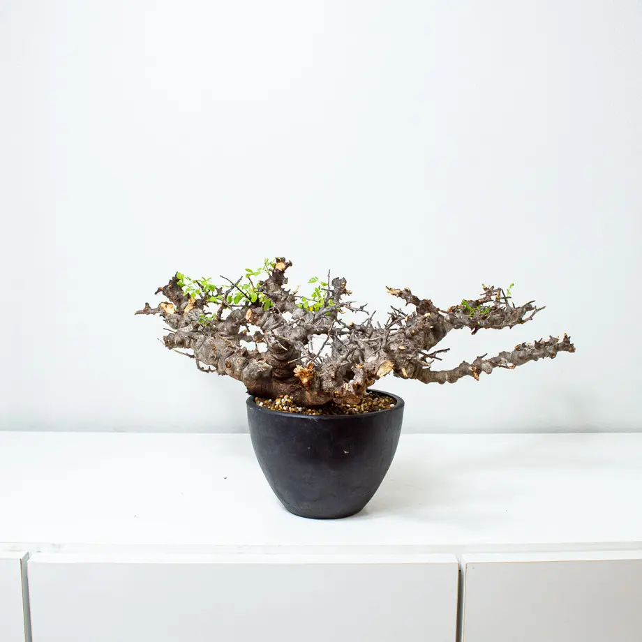 【特大】Commiphora sp. somalia eyl / コミフォラ エイル (微発根...