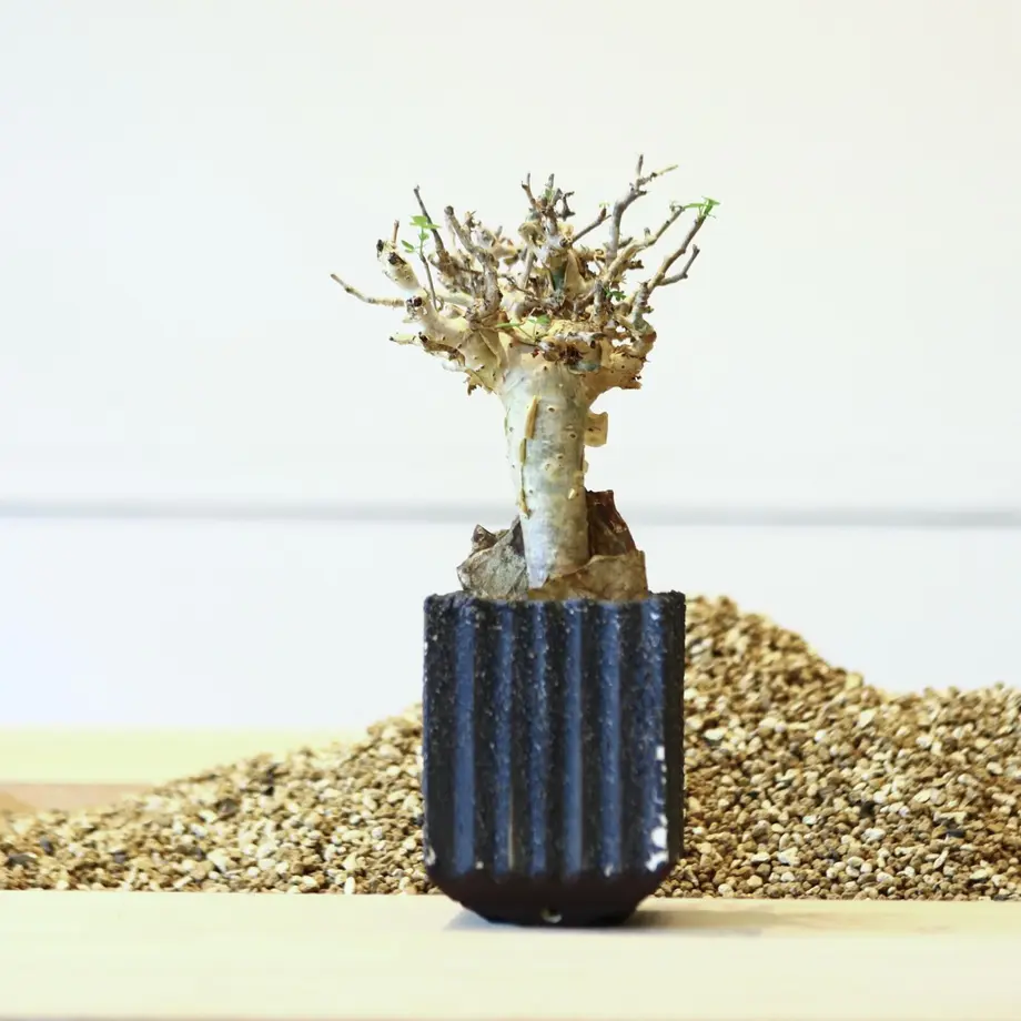 コミフォラ ストックシアナ / Commiphora stocksiana no.4301...