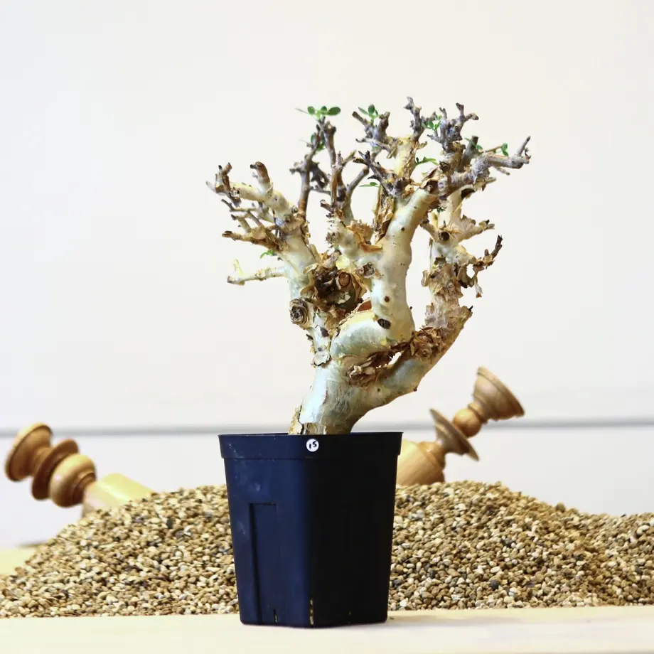 コミフォラ ストックシアナ / Commiphora stocksiana no.4231...