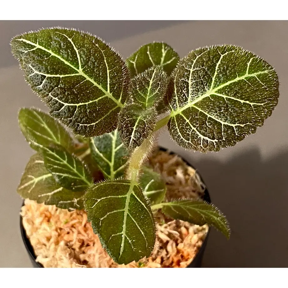 Pearcea hypocyrtiflora from Rio Napo Ecuador [t...