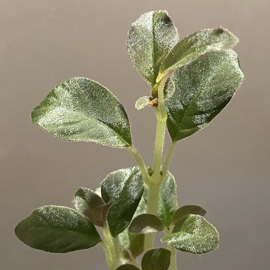 Codonoboea cf. pumila from Padang sumatera [LA1...
