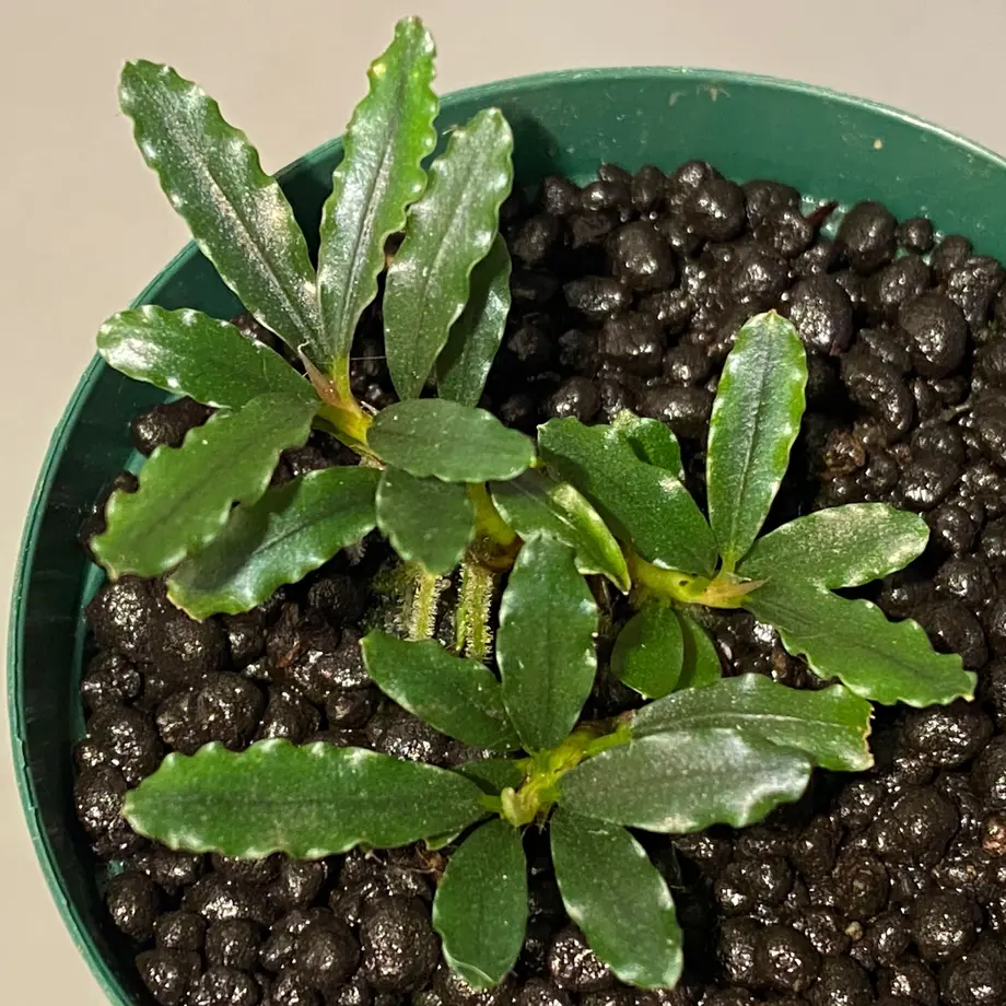 Bucephalandra catherineae | M・R・G・R