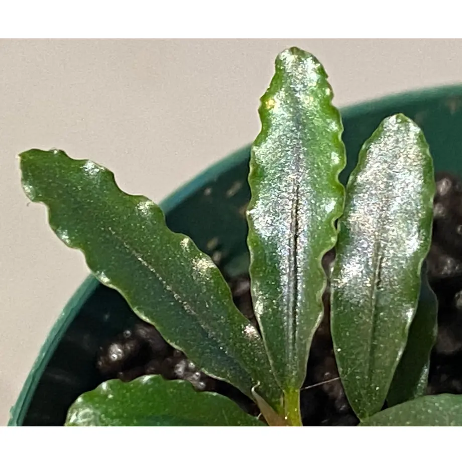 Bucephalandra catherineae | M・R・G・R