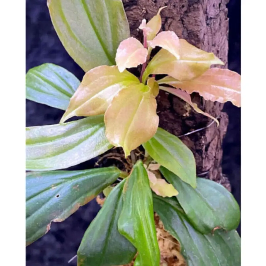 Medinilla sp. from Nueva Vizcaya Luzon Philippi...