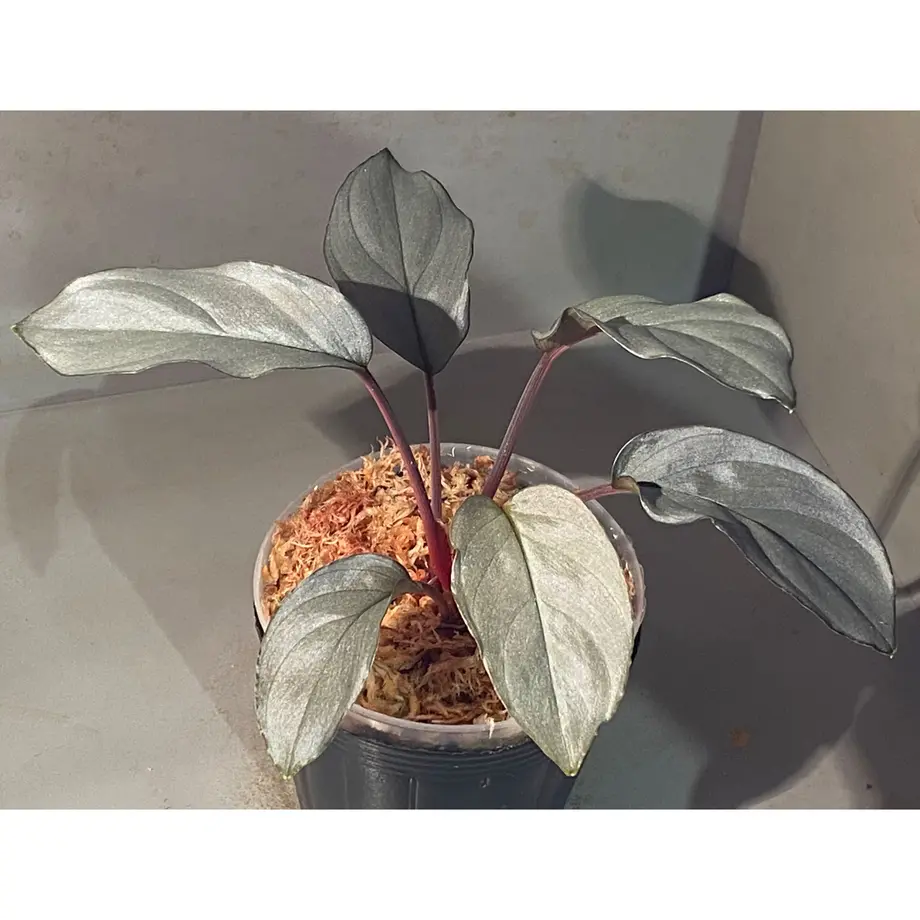 Homalomena sp. "Platinum Velvet" from Kepulauan...