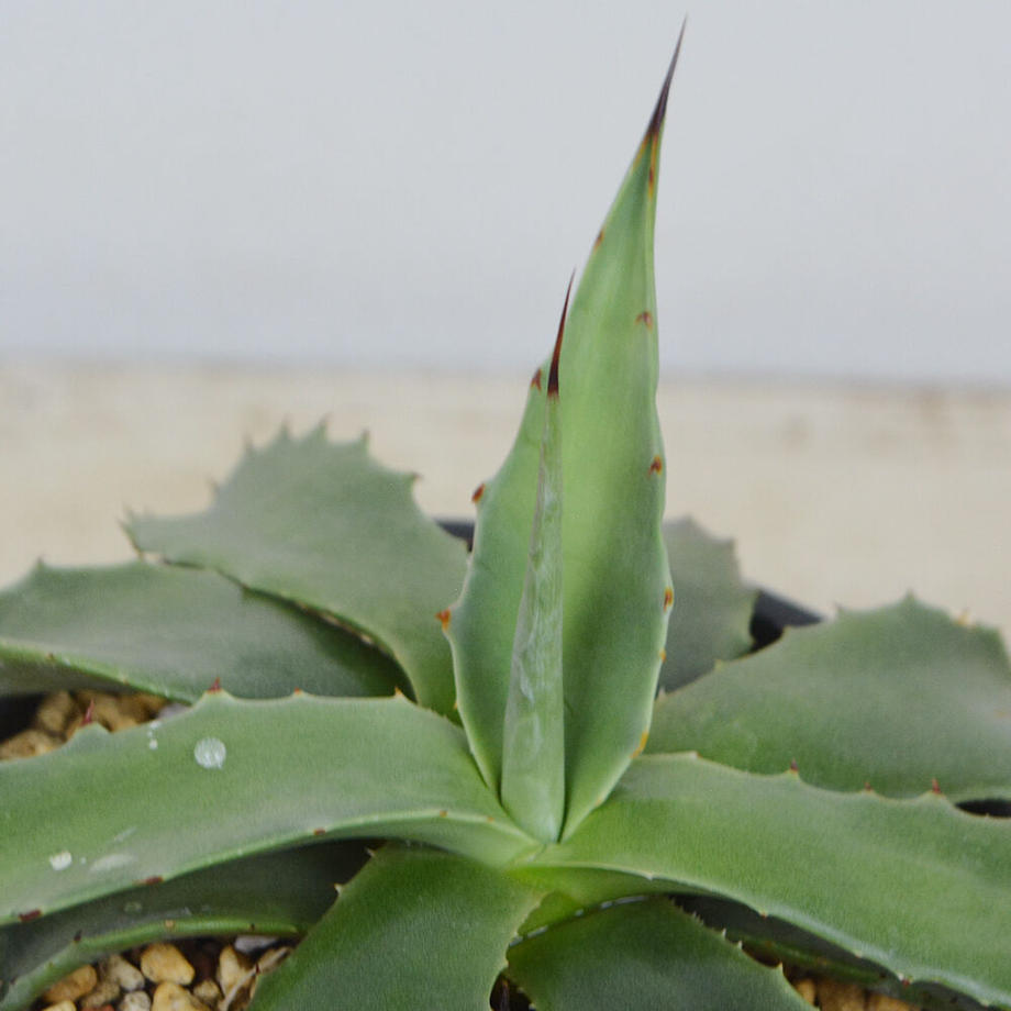 アガベ ジェントリー 「ラ・エスコンディダ」 | Agave gentryi la escon...