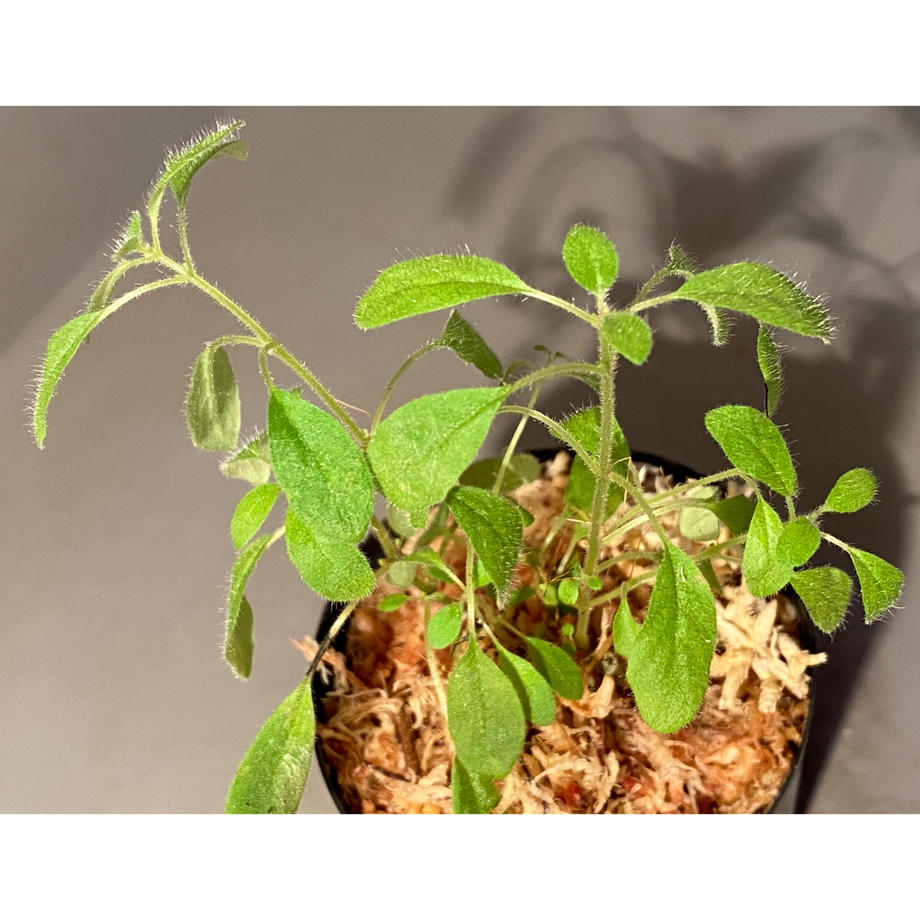 Codonoboea sp. from Sumatera barat [LA0317-01]