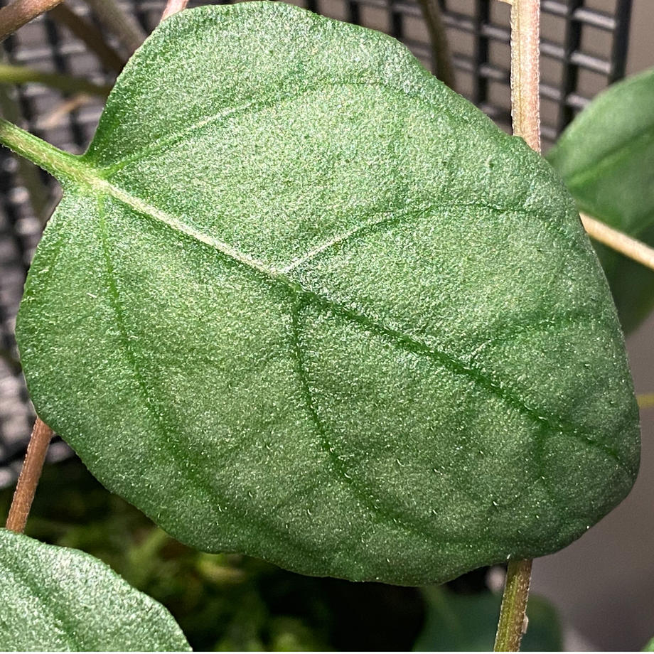 Hemigraphis reptans from Mindanao [KSB] | M・R・G・R