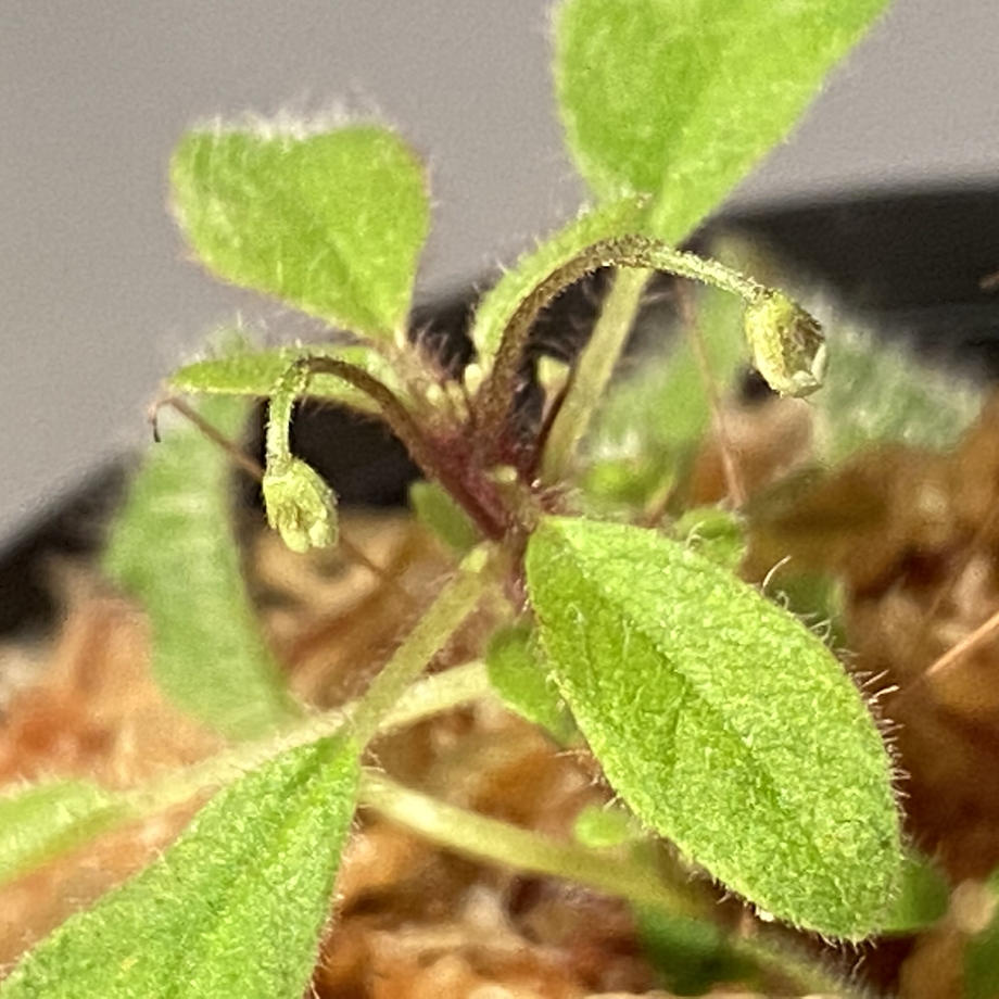 Codonoboea sp. from Sumatera barat [LA0317-01]