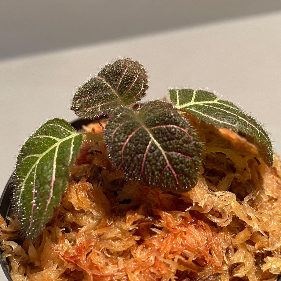 Pearcea hypocyrtiflora from South America | M・R...