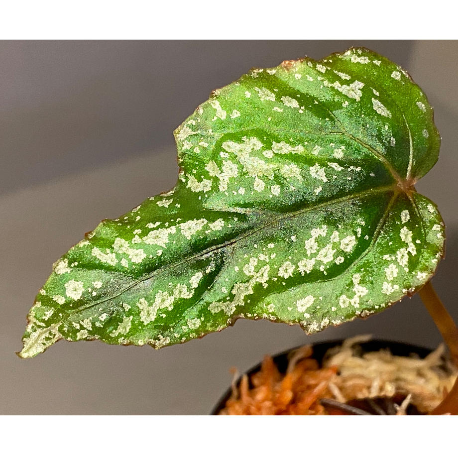 Begonia handelii var. prostrata from Viet Nam