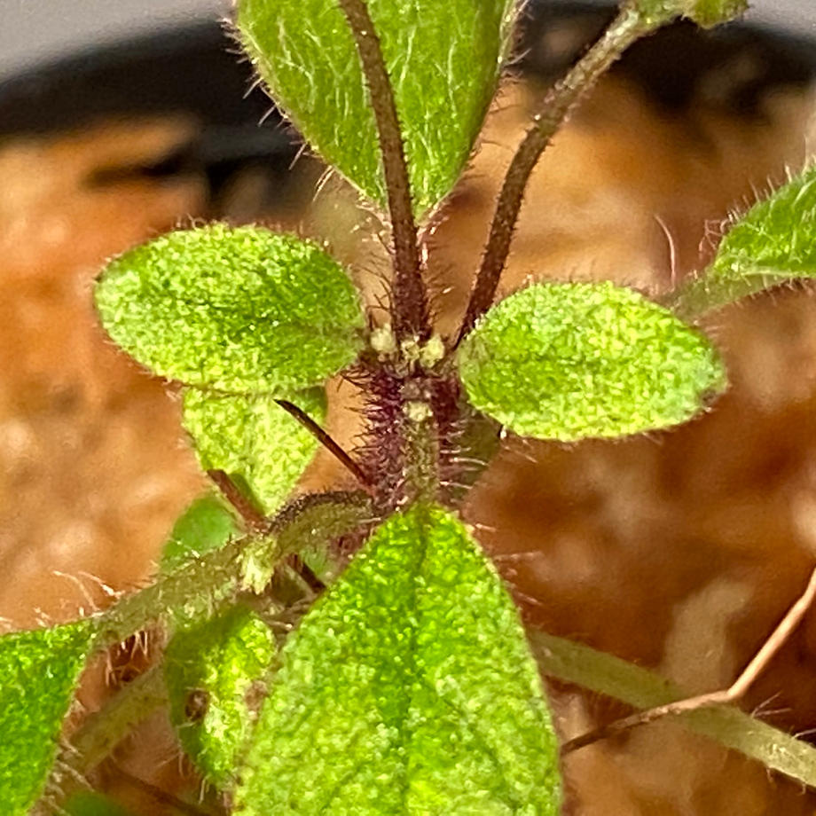 Codonoboea sp. from Sumatera barat [LA0317-01]