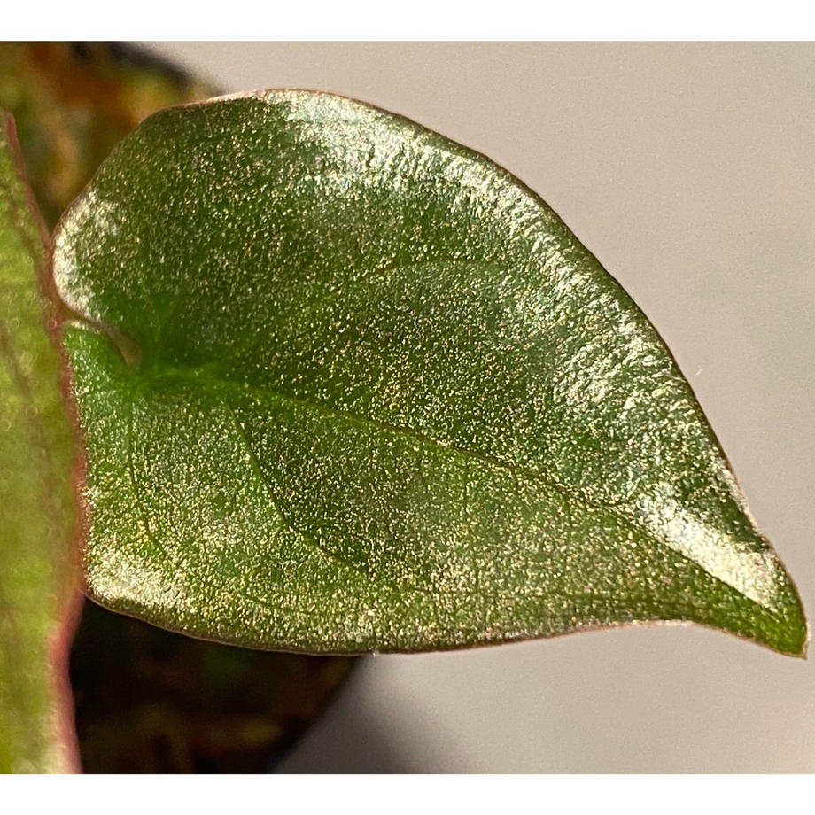 Syngonium sp. from Choco Colombia [tamakay] | M...