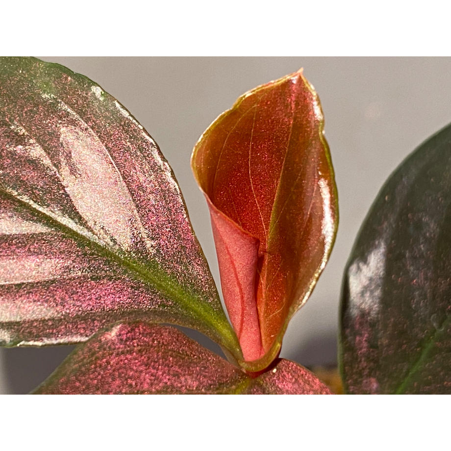 Rhodospatha sp. from Ecuador [tanakay] | M・R・G・R