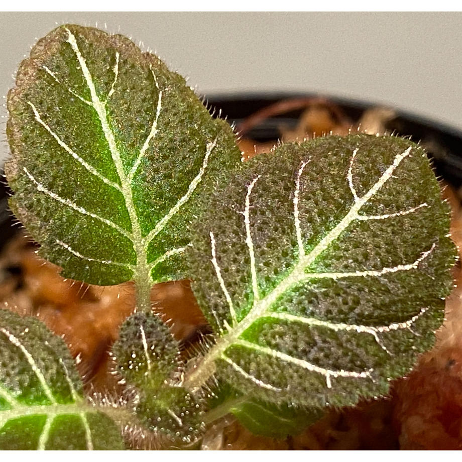 Pearcea hypocyrtiflora from South America | M・R...