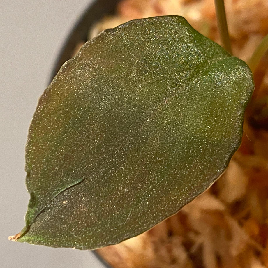 Homalomena sp. from Solok sumatera [LA0616-03]