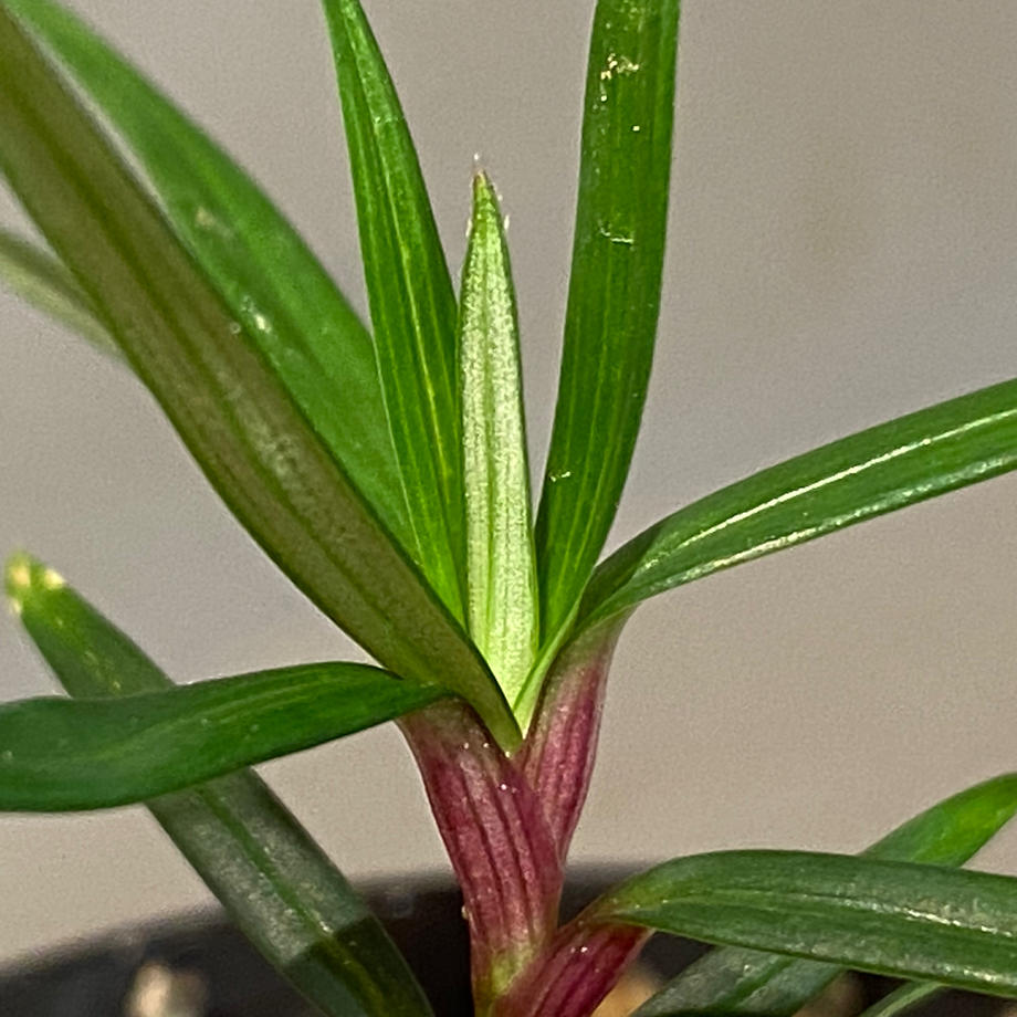 Freycinetia sp. from Setiu | M・R・G・R