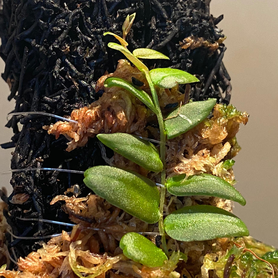 Marcgravia sp. from Colombia [LA0316-03] | M・R・G・R